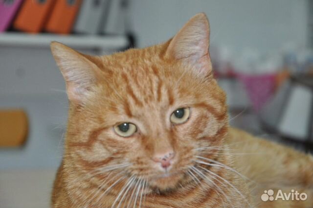 Золотой мальчик ищет дом