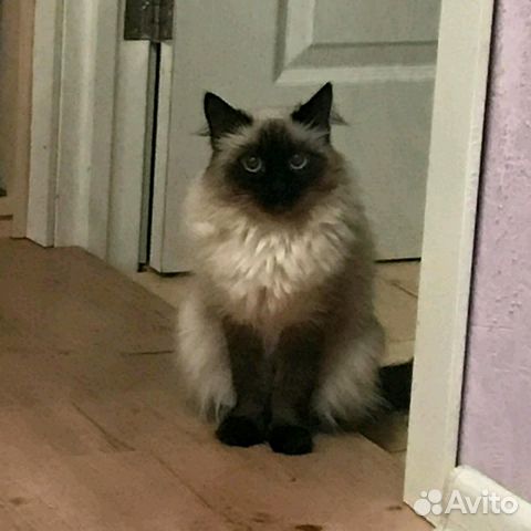 Вязка, нужен кот
