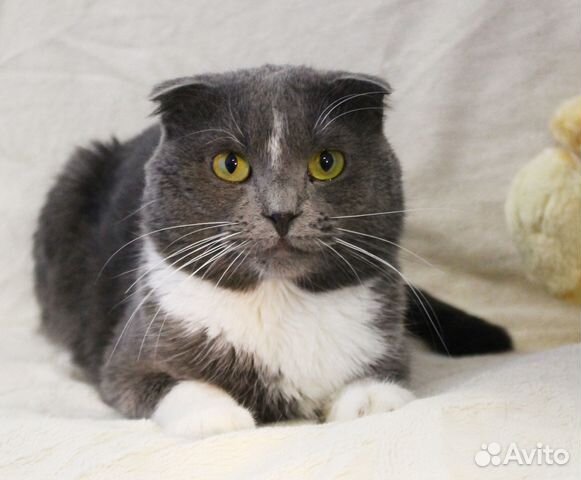 Зеленоглазый вислоухий красавец Геракл