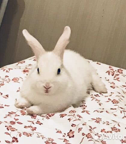 Белый карликовый кролик