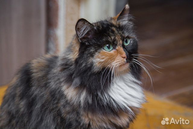 Кошка Бонита