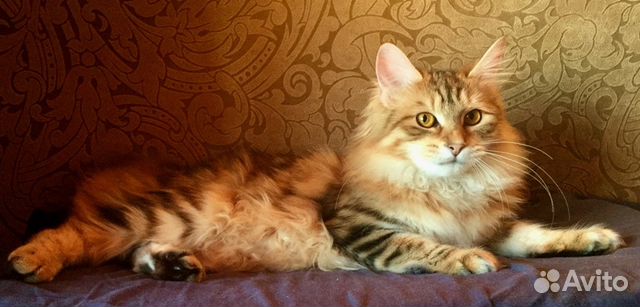 Котята редких диких окрасов