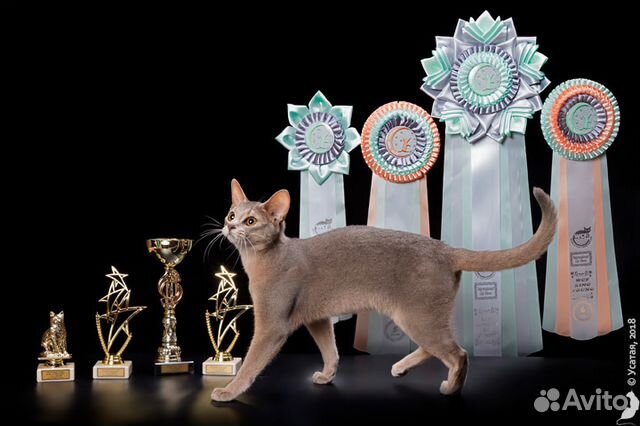 Голубая абиссиночка шоу-класс