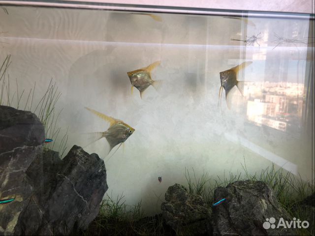 Скалярии золотистые