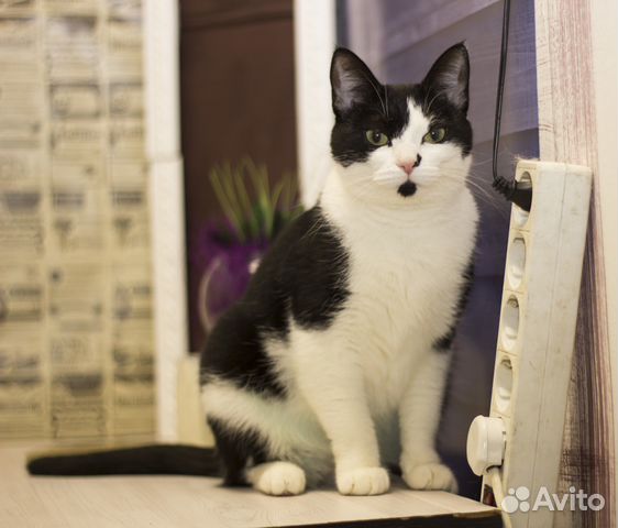 Черно белая красивушка Мальта ищет семью