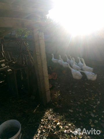 Продам гусей