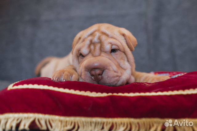 Щенок для души и выставок. Находится в спб