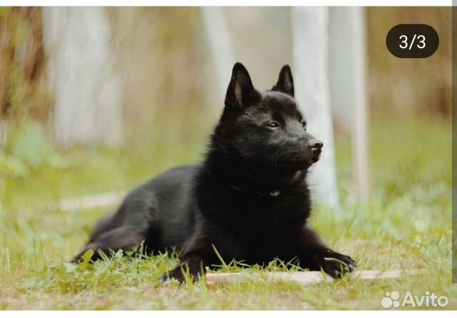 Жених Шипперке Скипперке Граф Даркула Вязка