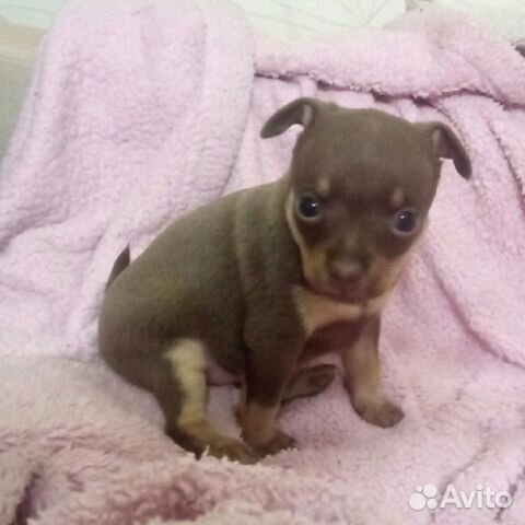 Продается щенок той-терьер