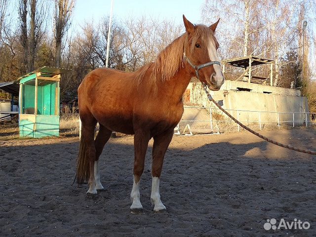 Кобыла полукровная