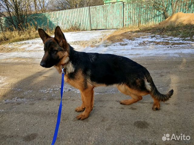 Немецкая овчарка