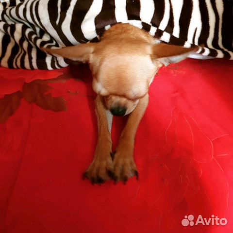 Вязка чихуа кобель