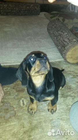 Щенок таксы