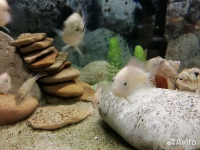 Полосатые цихлазомы и розовые фламинго