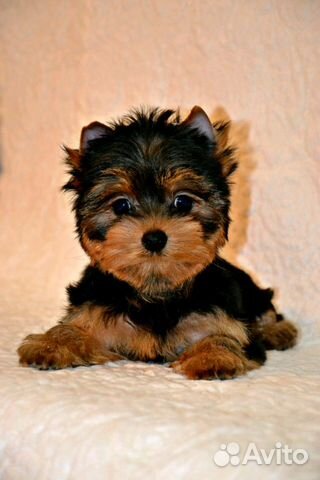 Стандартная девочка Жасмин