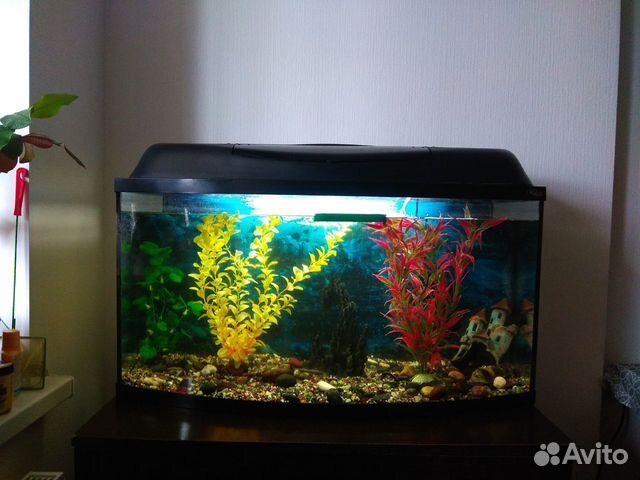 Аквариум