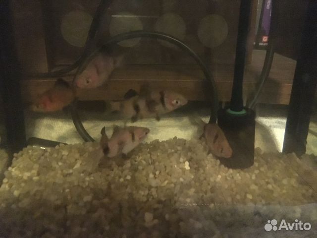 Продам черных барбусов