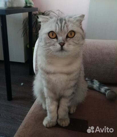 Красавица Герда в поисках семьи