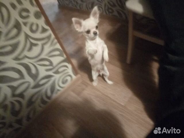 Продам чихуахуа
