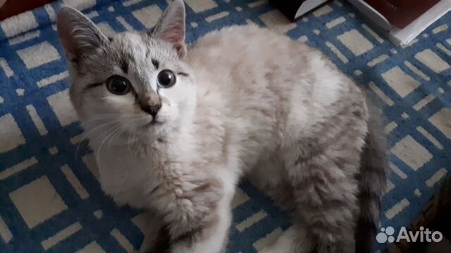 Нашелся котенок