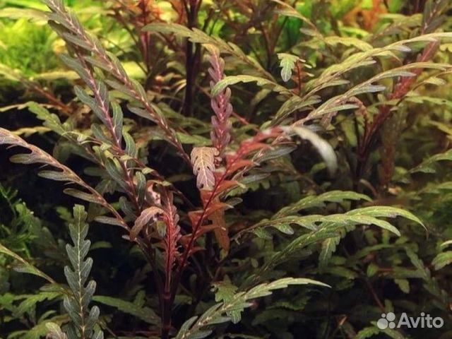 Аквариумное растение - гигрофила пиннатифида