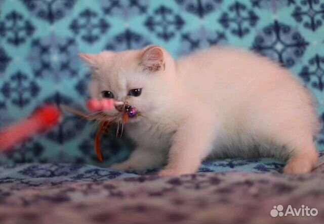 Колорный синеглазый британский котик