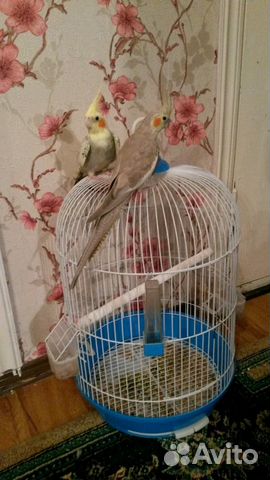 Попугай корела