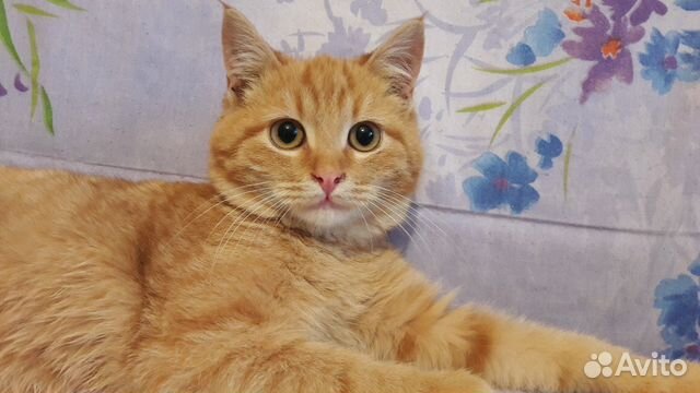 Красавец котик 5 месяцев
