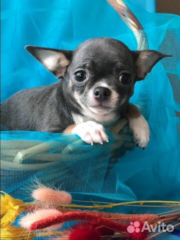 Голубой смешарик