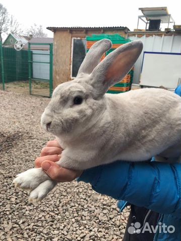 Кролики Рексы и Ризены (Бельгийский великан)