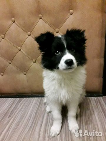 Умка в поисках родителей)