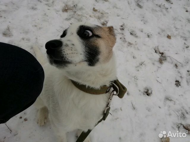 Помесь сао в добрые руки