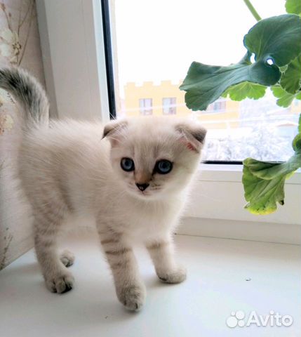 Синеглазый мальчуган