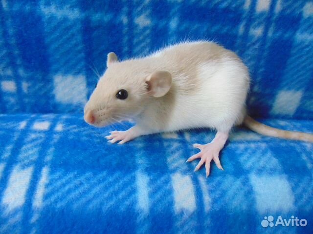 Крысята дамбо мальчики и девочки