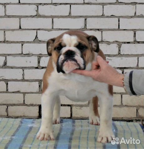 Новая новогодняя коллекция английских бульдогов