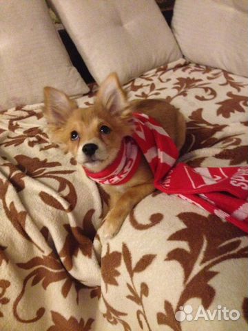 Очаровашка Тоша Шпицетой