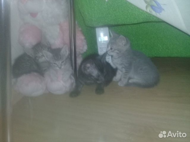 Котята полушотландцы 1.5месяца бесплатно