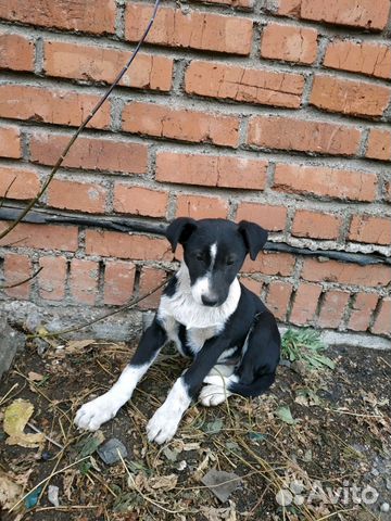 Отдам щенка (собаку) в добрые руки