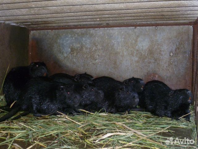 Нутрии на племя