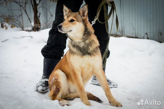 Отдаю в добрые руки Алису и Жульку