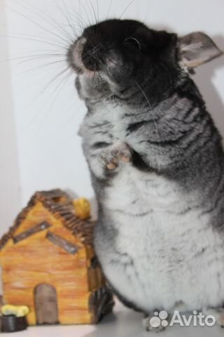 Шиншилла Чёрный Бархат мальчик