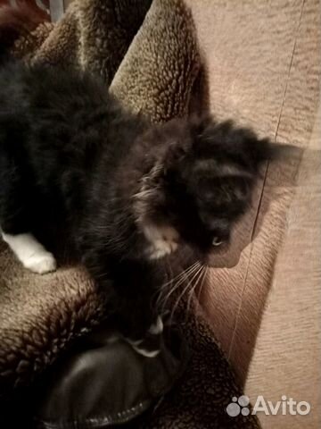 Отлам котенка с переноской и лотком