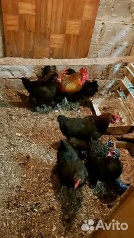 Семьи кур мясо-яичных пород