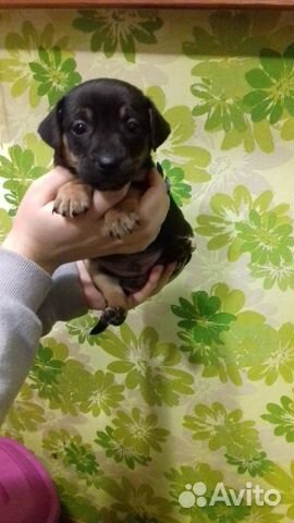 Продам щенков