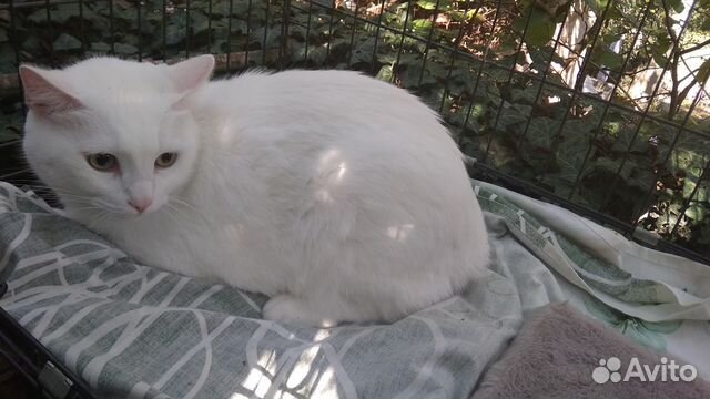 Белый котик ищет дом