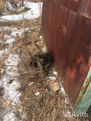 Умные Пушистики для вашей семьи