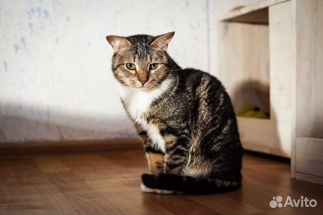 Необычная кошка в поисках дома