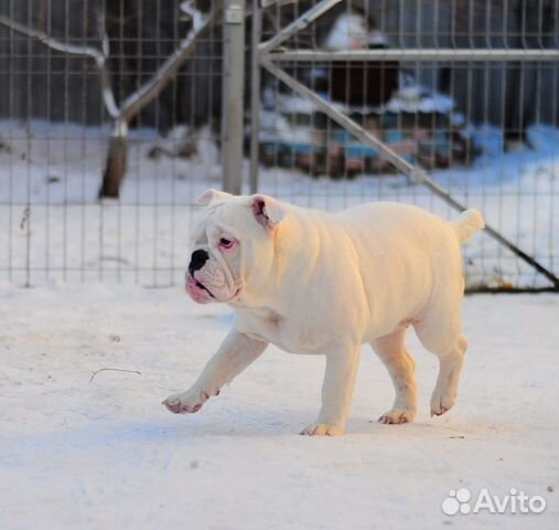 Ева-английский бульдог