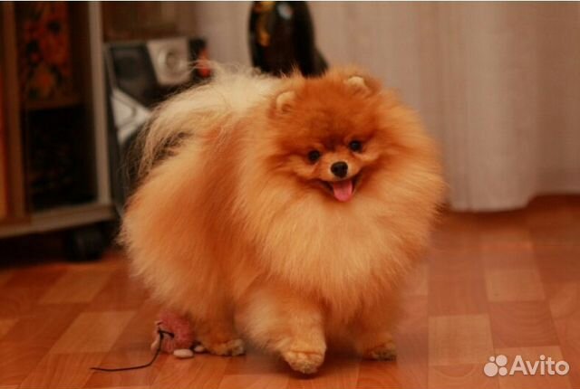 Девочка Померанаского Шпица