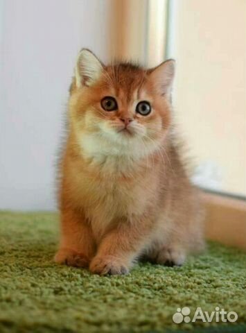 Новогодний красавчик